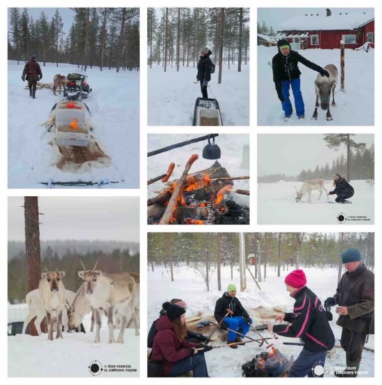 Visite d'une ferme de rennes en Finlande | Laponie | traîneau